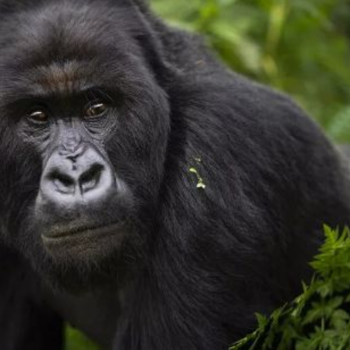 Green Day 2024 - Abberley Parochial V.C. Primary School